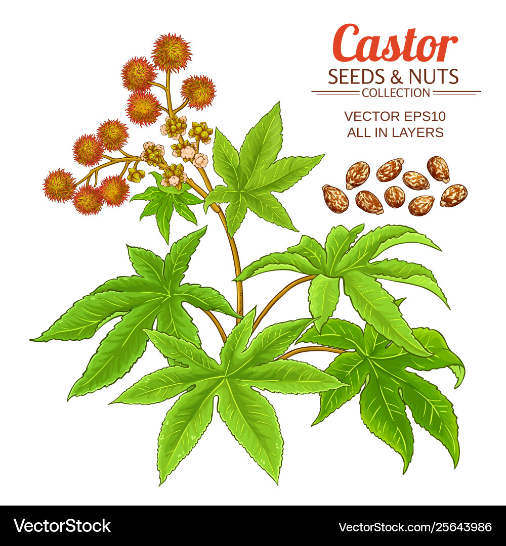 Black Castor Oil Vector Images (92)