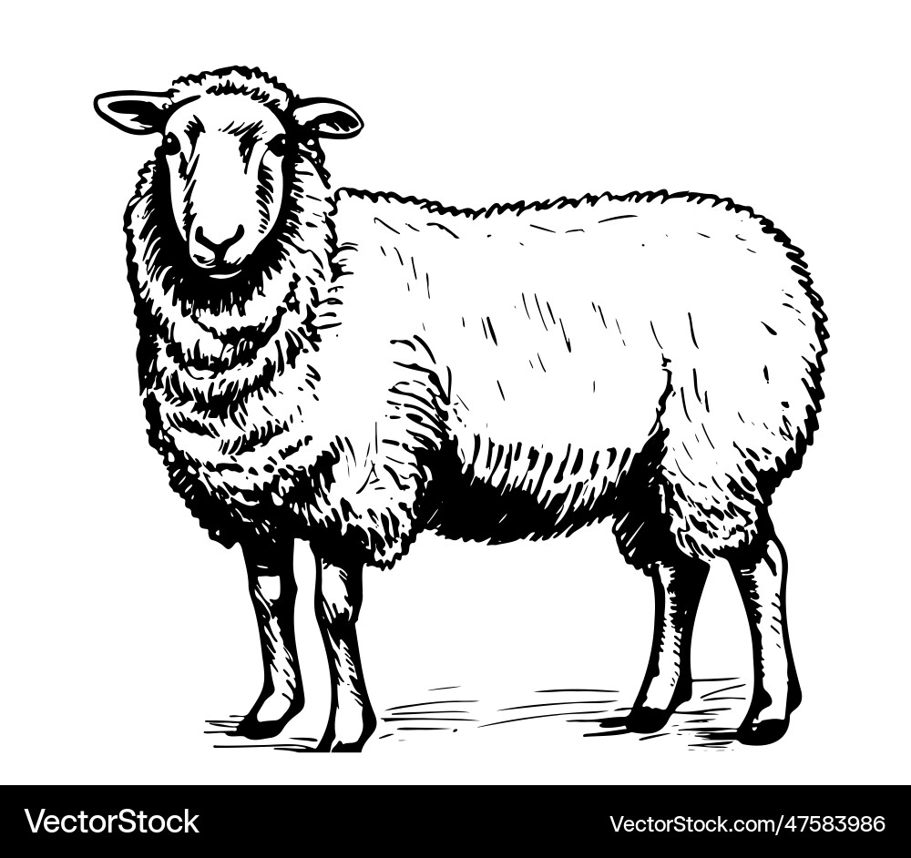 Hand-Drawn Sheep Sketch - Doodle Style Farming Vector Image