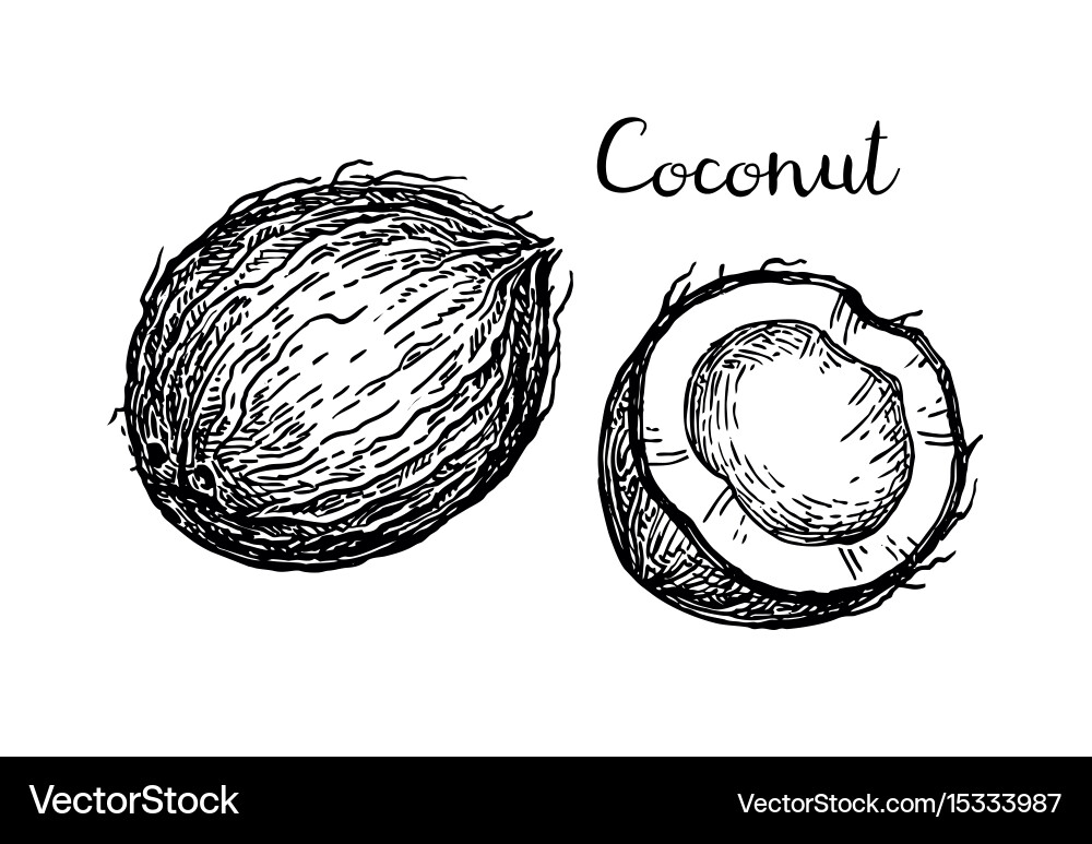 Coconut Royalty Free Vector Image - VectorStock