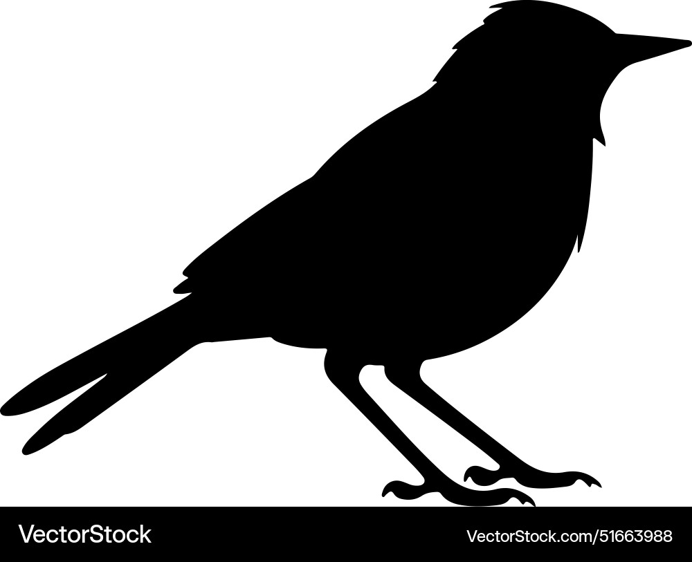 Bulbul bird silhouette white background Royalty Free Vector