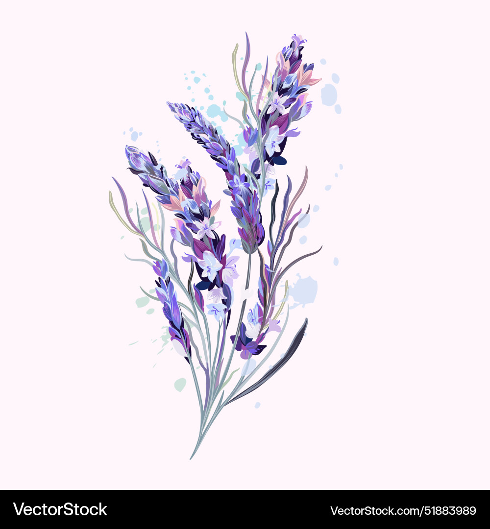 Beautiful floral lavender flowers Royalty Free Vector Image