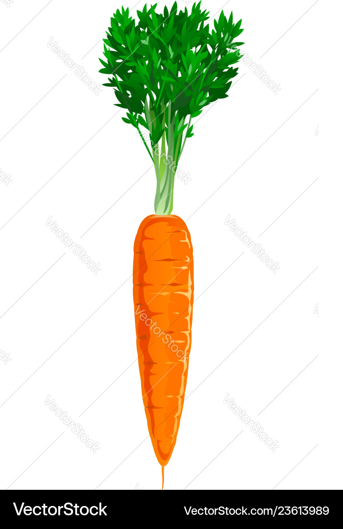 One carrot isolated Royalty Free Vector Image - VectorStock