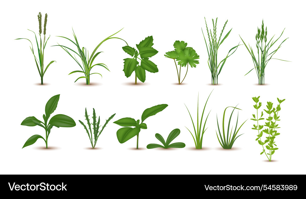 Realistic detailed 3d green grass set Royalty Free Vector
