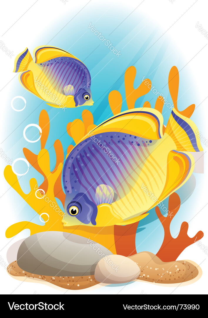 Angelfish Royalty Free Vector Image - VectorStock