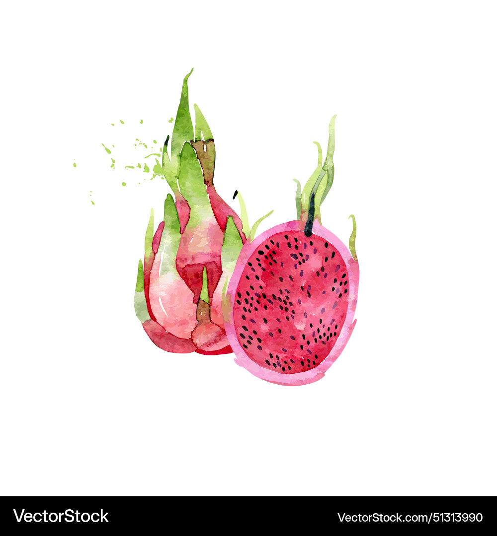 Watercolor pitaya Royalty Free Vector Image - VectorStock