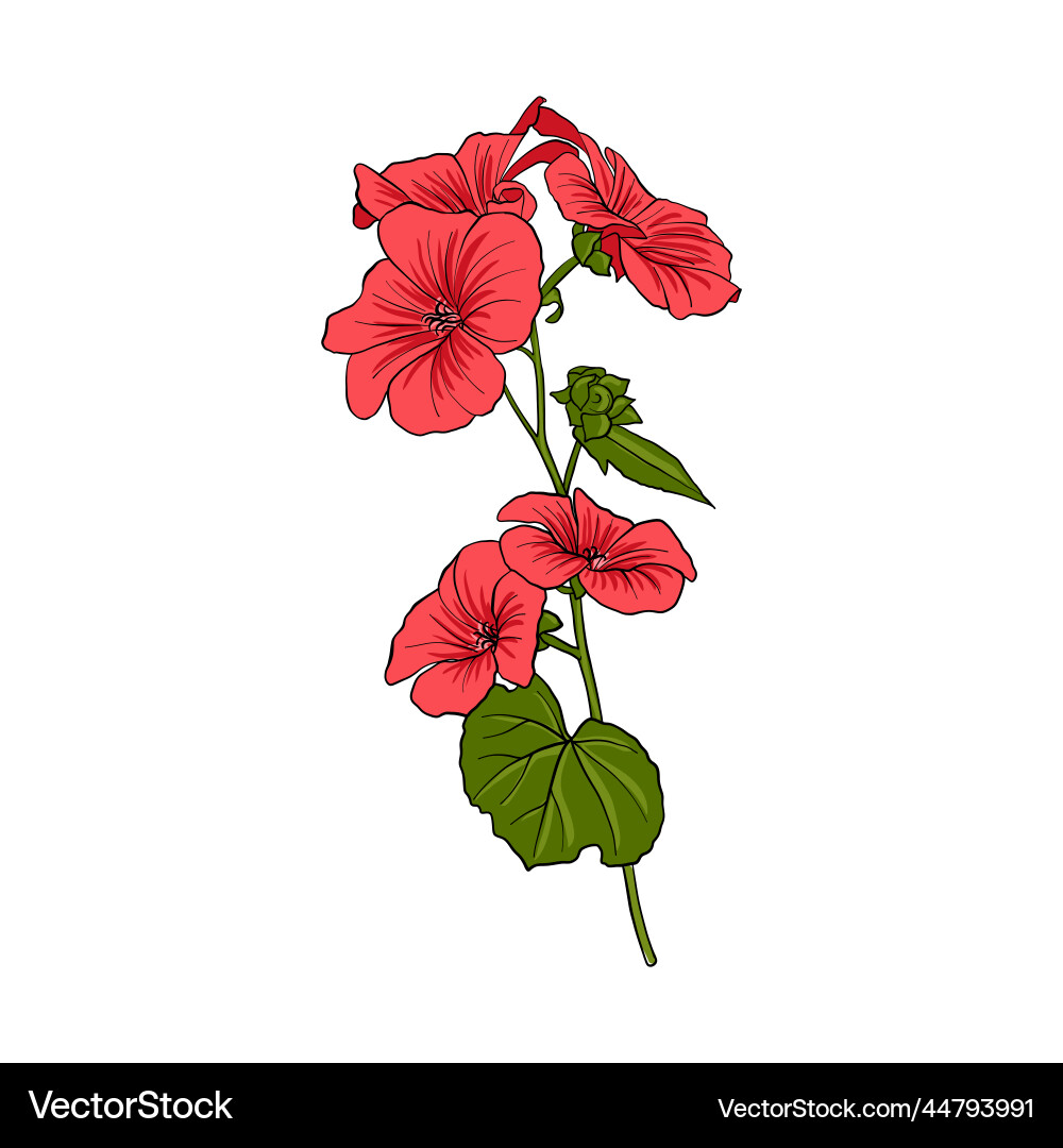 Drawing flower Royalty Free Vector Image - VectorStock