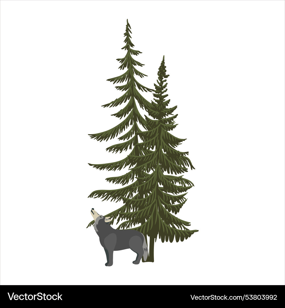 Drawing fir trees and wolf Royalty Free Vector Image