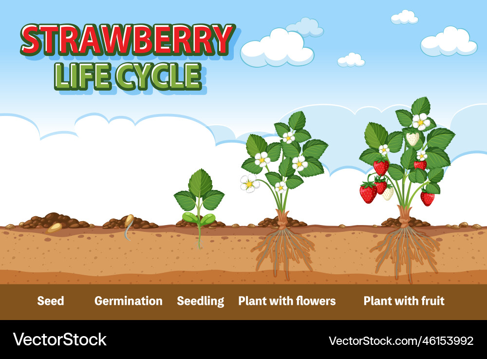 Strawberry Plant Growth Stages