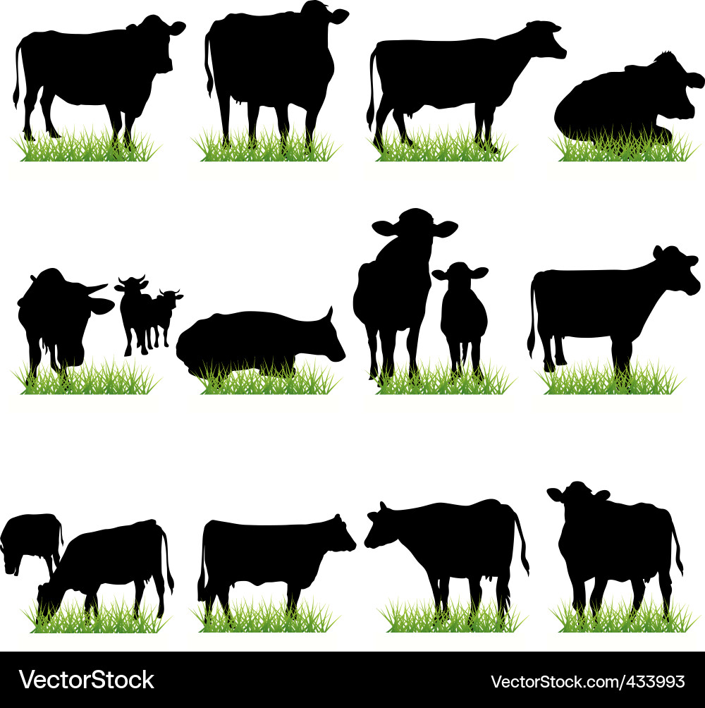 Cows Royalty Free Vector Image - VectorStock