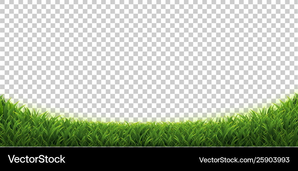 Grass border isolated transparent background Vector Image