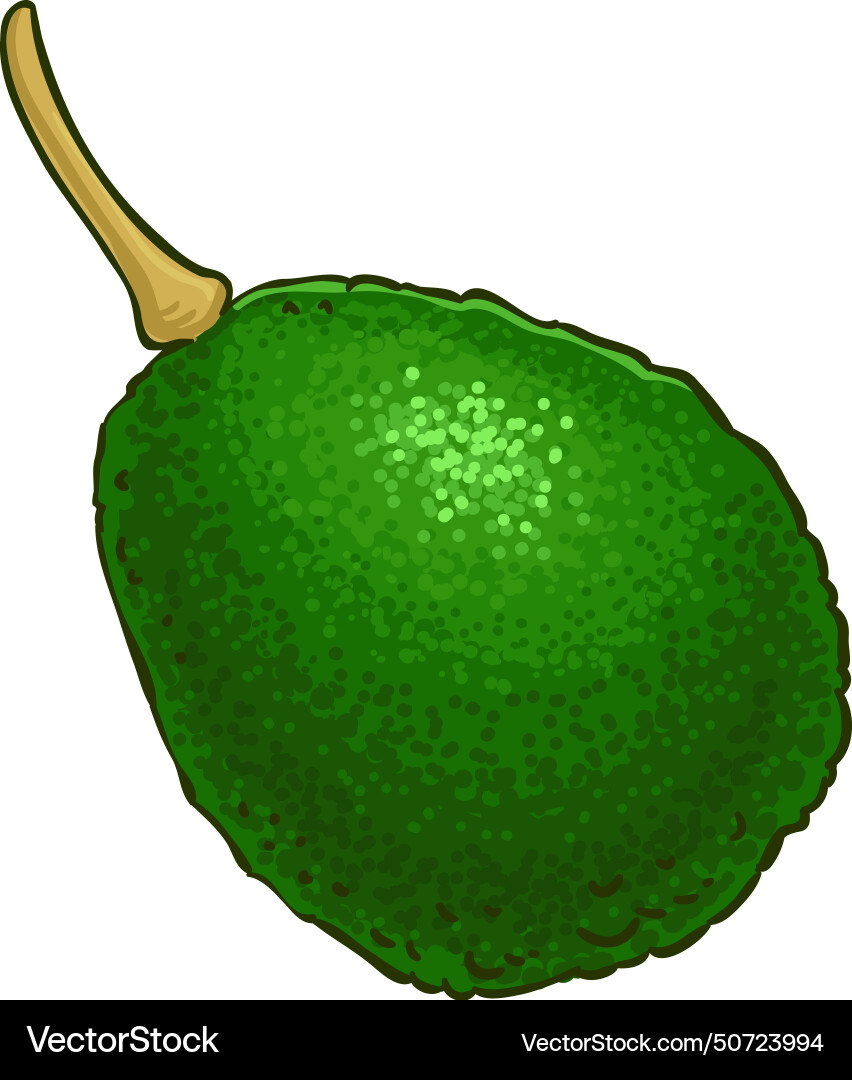 Avocado fruit colored detailed Royalty Free Vector Image