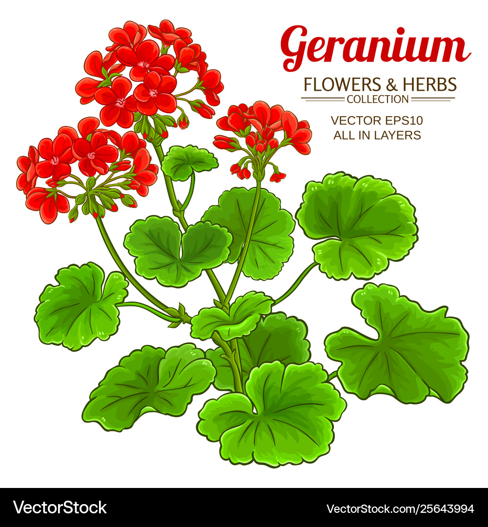 Geranium plant Royalty Free Vector Image - VectorStock