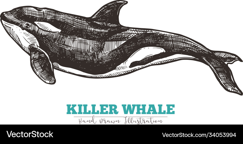 Hand drawn killer whale Royalty Free Vector Image