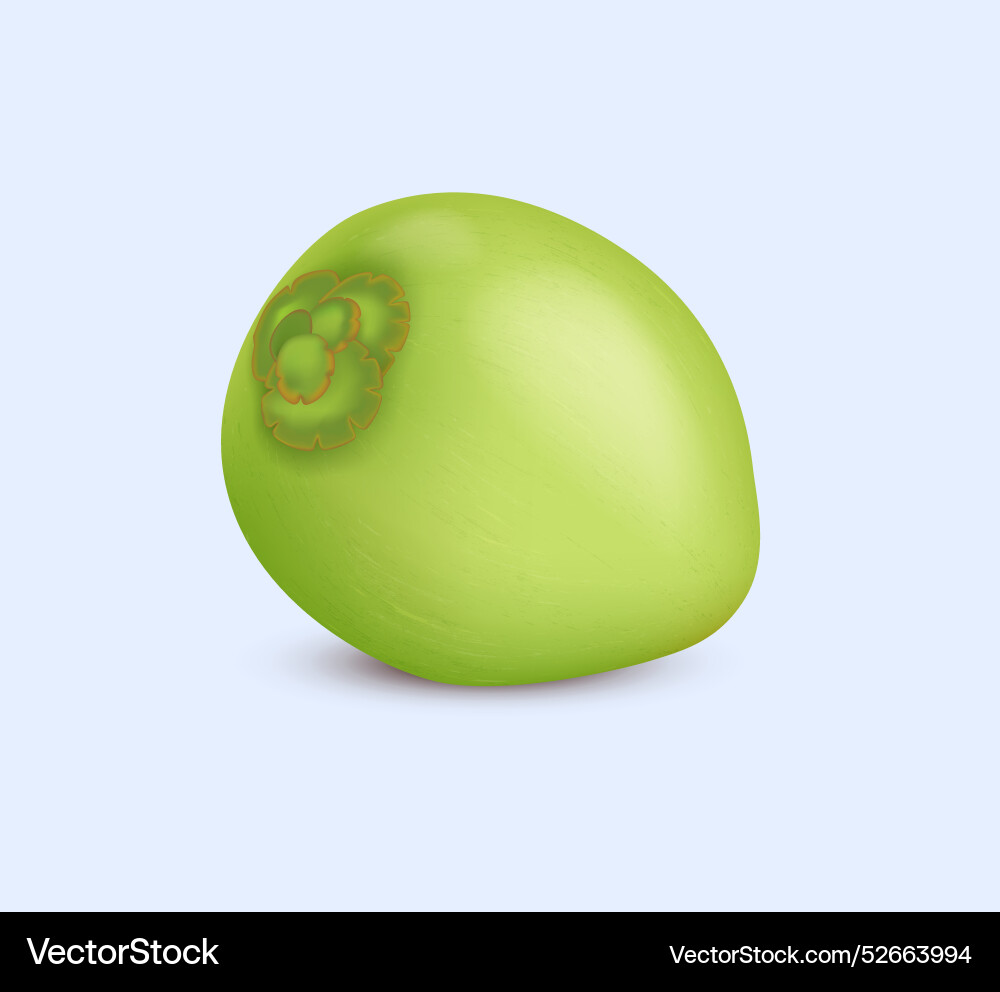 Young green coconut fruit realistic Royalty Free Vector