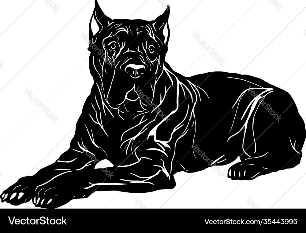 Cane corso dog - lying stock Royalty Free Vector Image