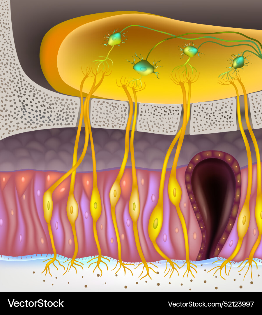 Olfactory Bulb Anatomy