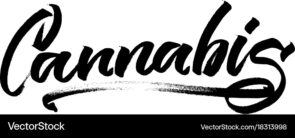 Cannabis modern calligraphy hand lettering Vector Image