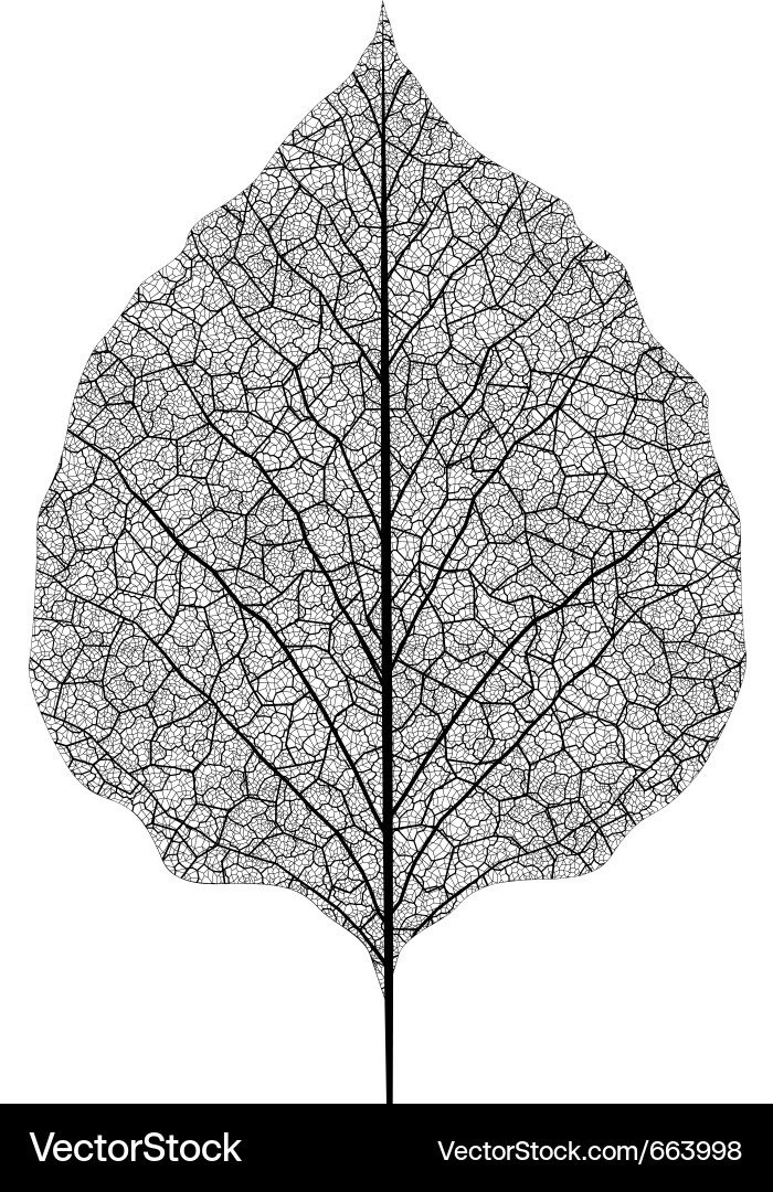 Leaf Royalty Free Vector Image - VectorStock