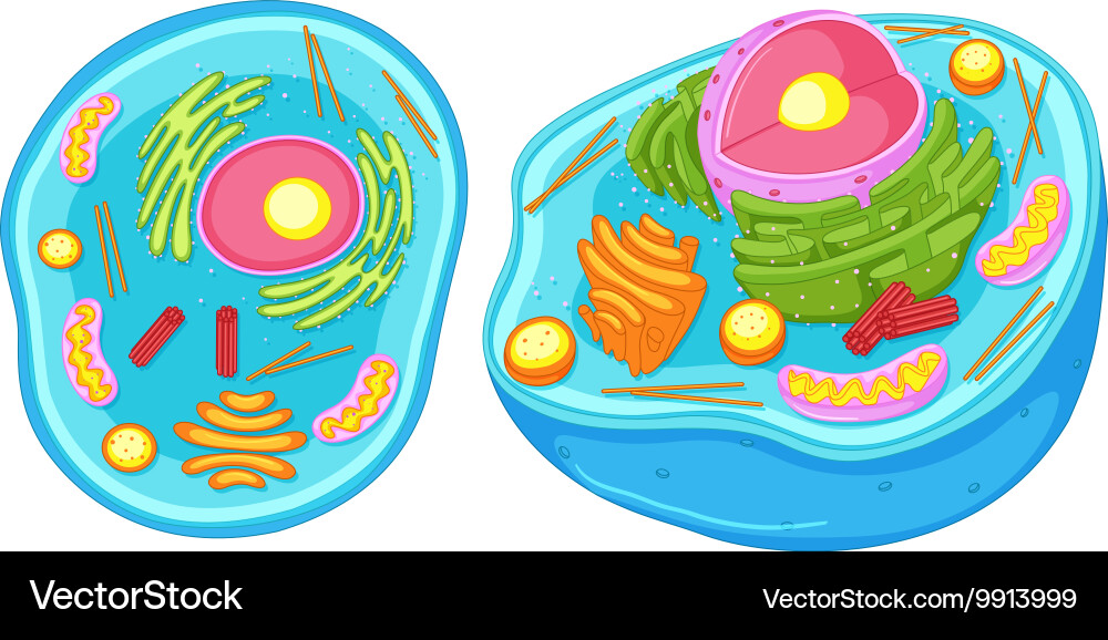 Animal cell in closer look Royalty Free Vector Image