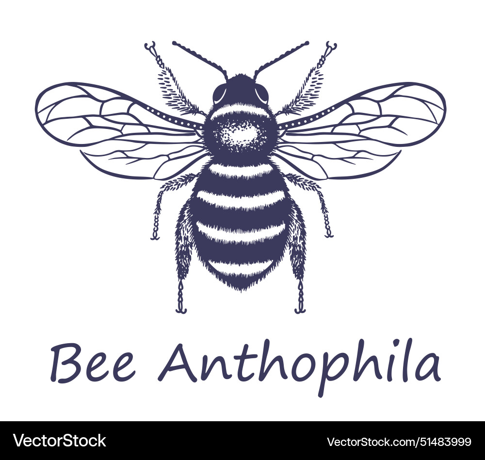 Bee anthophila sketch Royalty Free Vector Image
