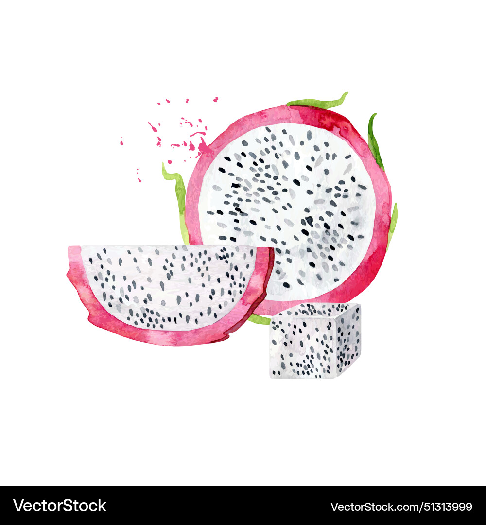 Watercolor pitaya Royalty Free Vector Image - VectorStock