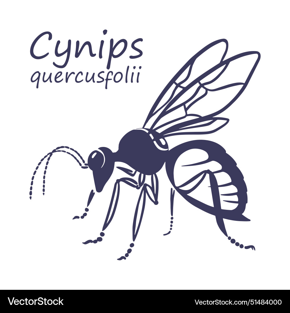Cynips quercusfolii sketch Royalty Free Vector Image