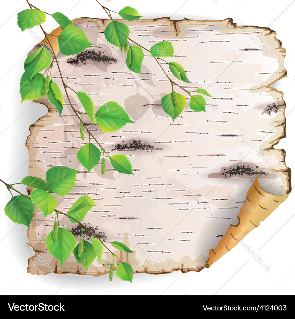 Birch bark and leaves Royalty Free Vector Image