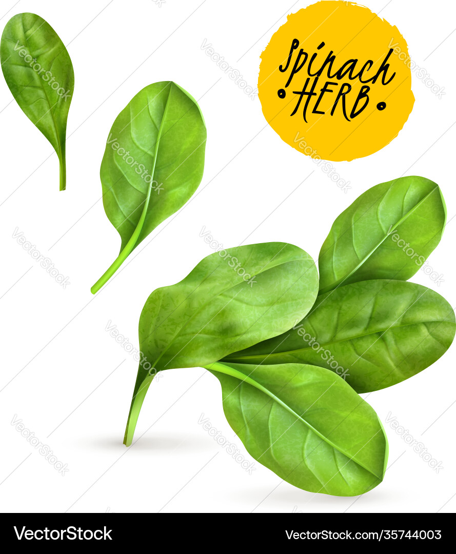 Fresh Baby Spinach Leaves Royalty Free Vector Image