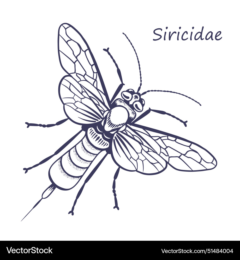 Siricidae sketch Royalty Free Vector Image - VectorStock