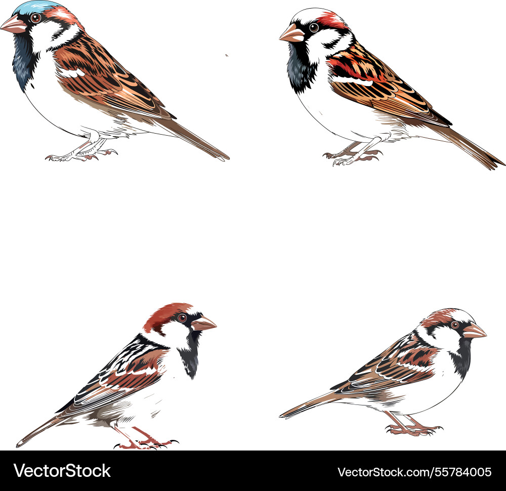 Cute artwork for sparrow Royalty Free Vector Image