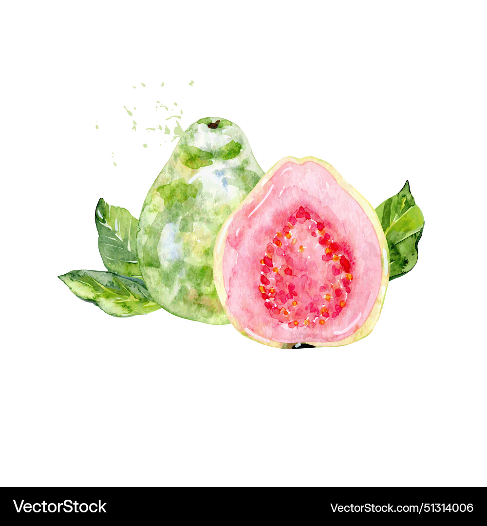 Watercolor guava Royalty Free Vector Image - VectorStock
