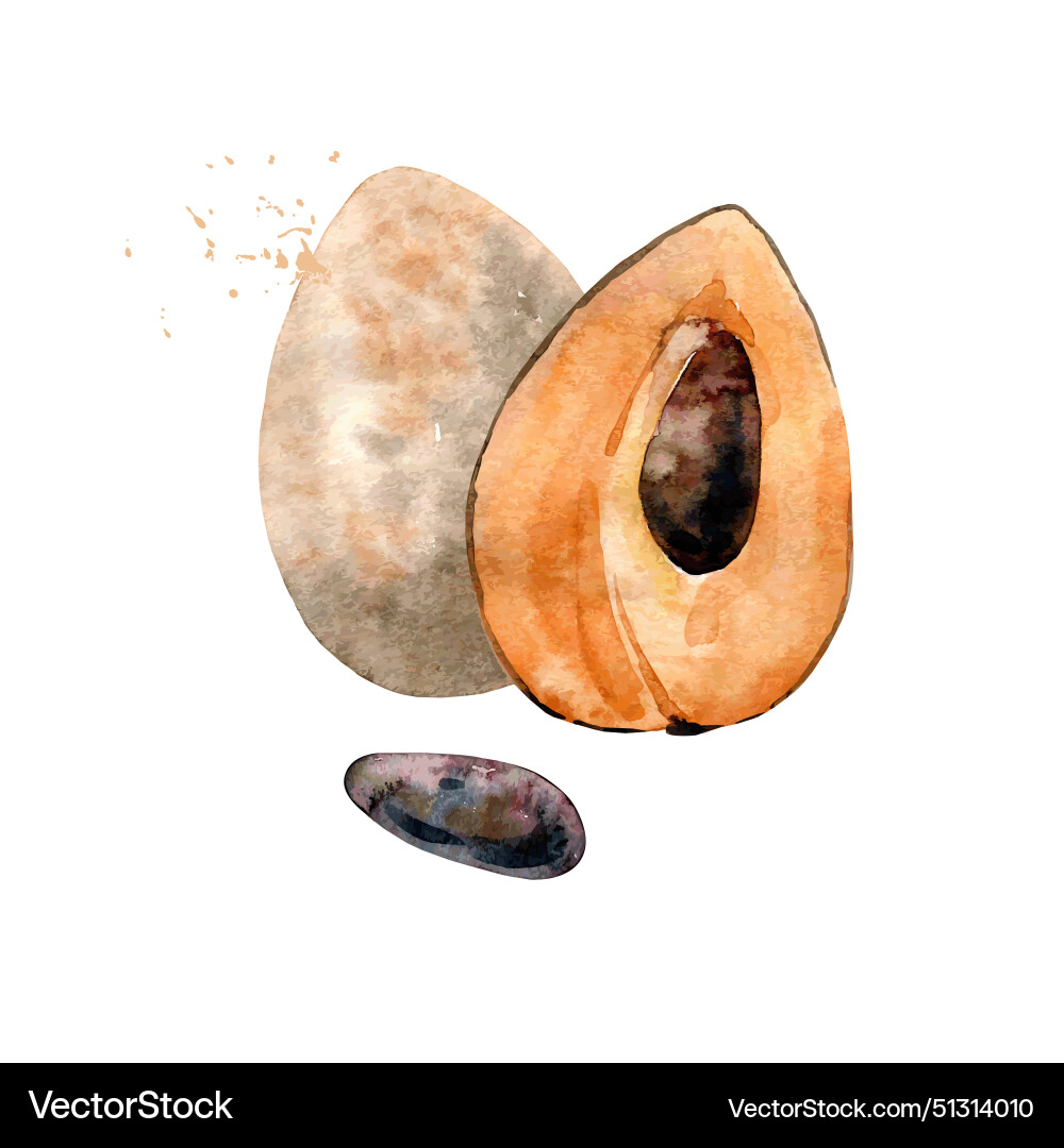 Watercolor sapote Royalty Free Vector Image - VectorStock