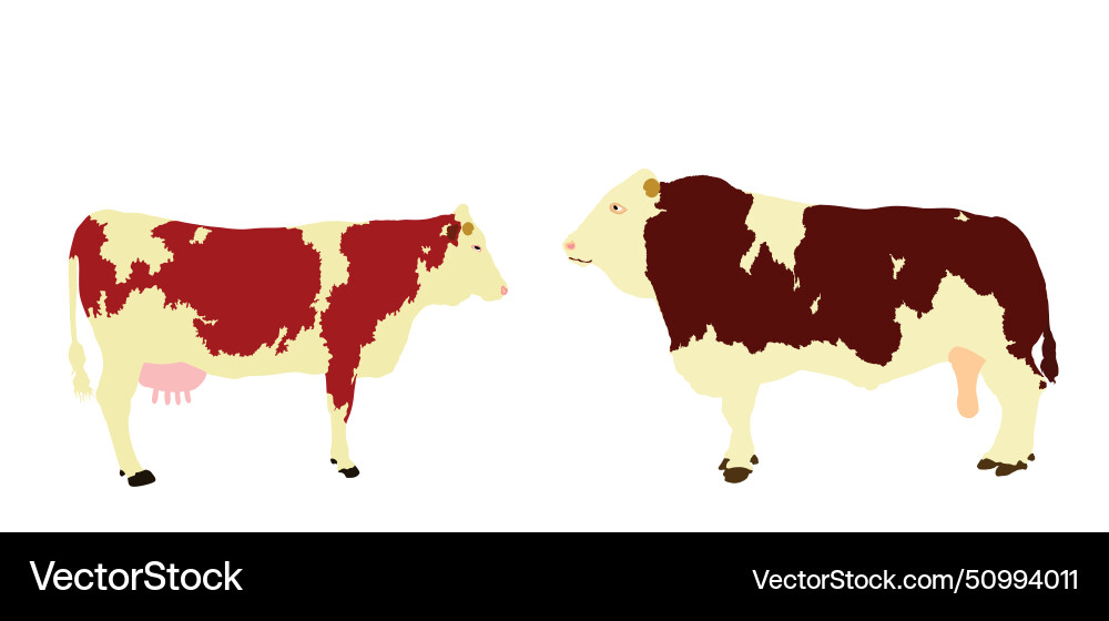 Simmental cow and bull couple Royalty Free Vector Image