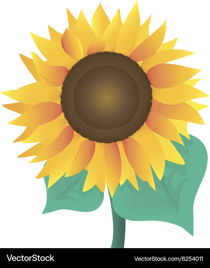 Sunflower Royalty Free Vector Image - VectorStock