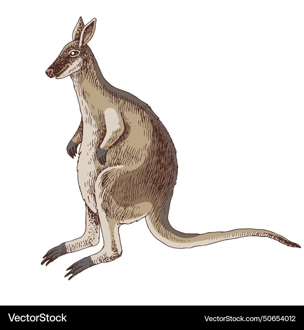 Toolache wallaby extinct animal sketch Royalty Free Vector