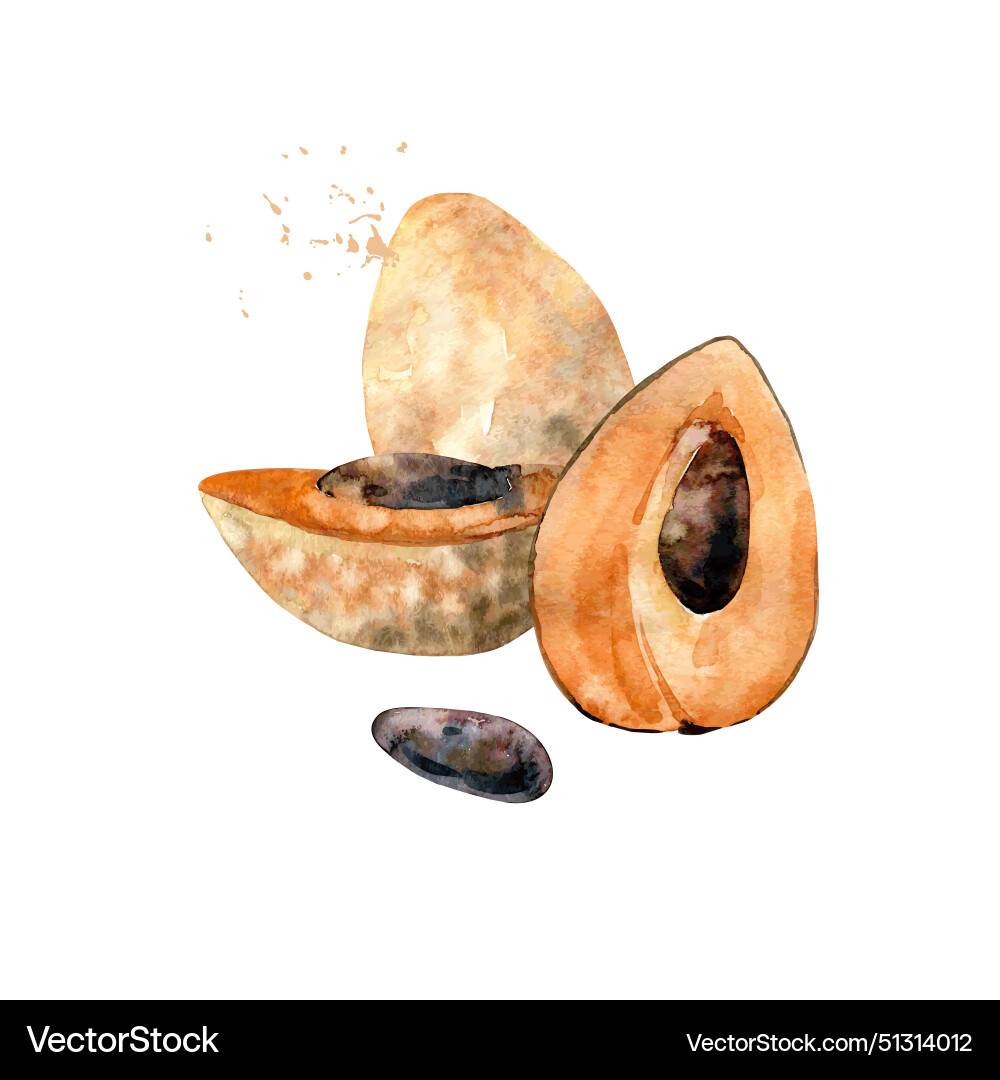 Watercolor sapote Royalty Free Vector Image - VectorStock