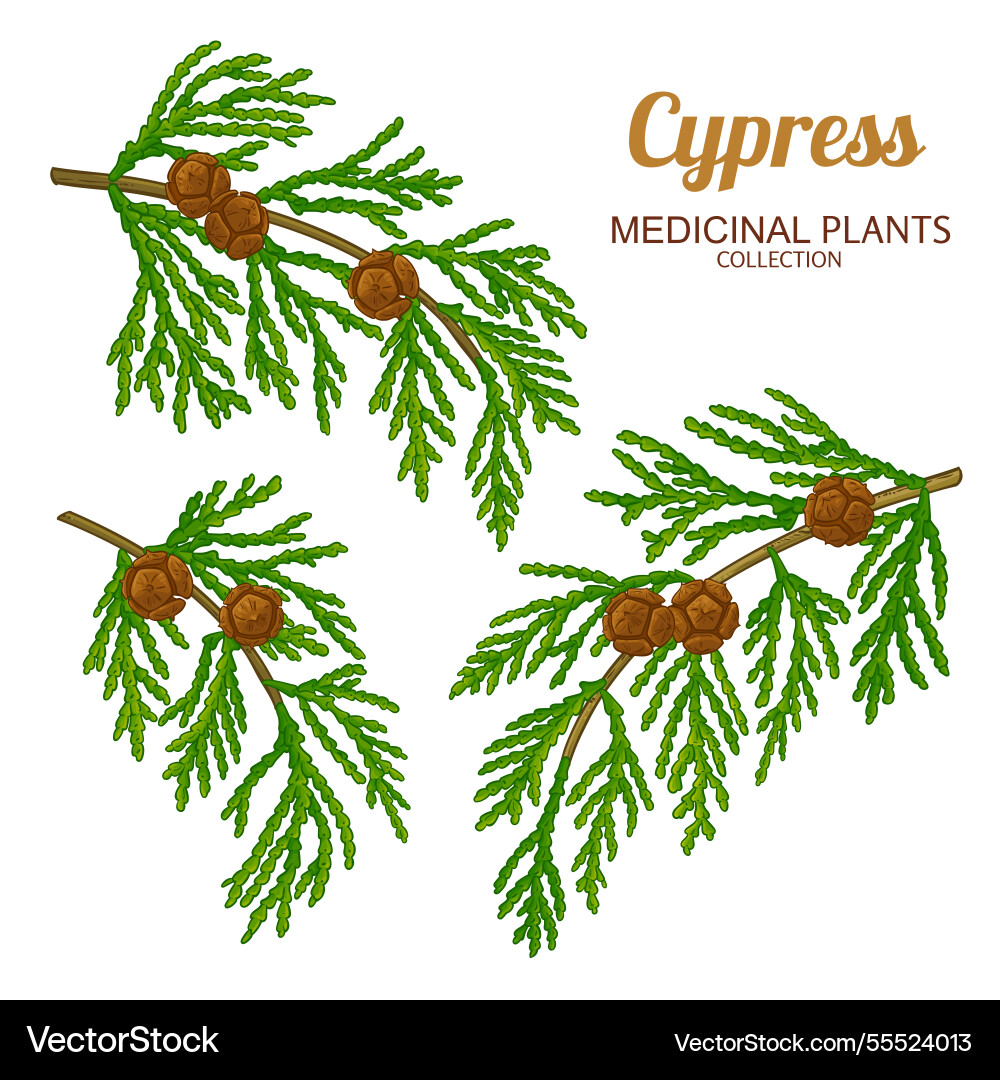 Cypress branch colored detailed Royalty Free Vector Image