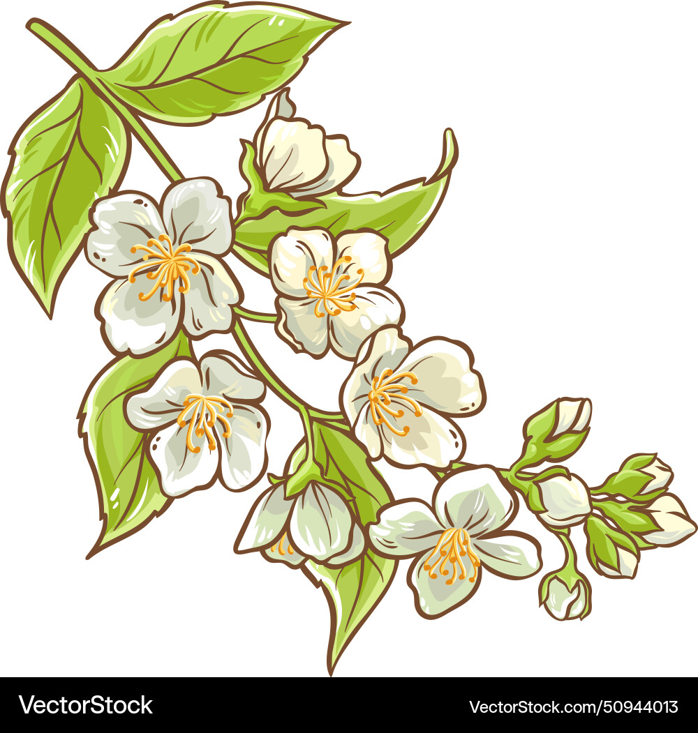 Jasmine branch colored detailed Royalty Free Vector Image