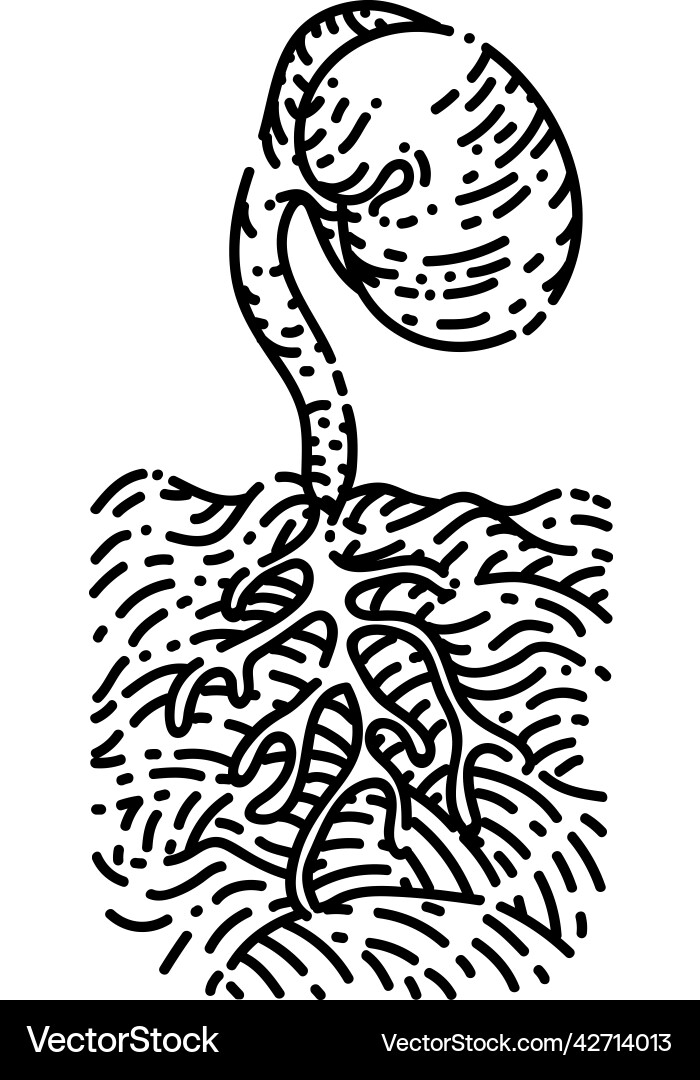 Plant growth sketch hand drawn Royalty Free Vector Image