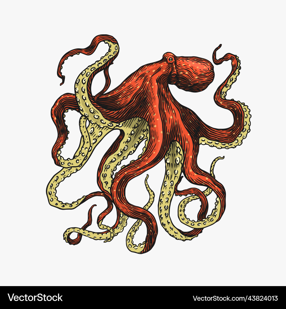 Sea octopus engraved hand drawn in old sketch Vector Image