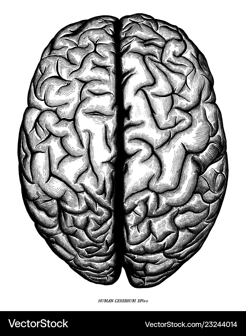 Human cerebrum top view hand draw engraving Vector Image