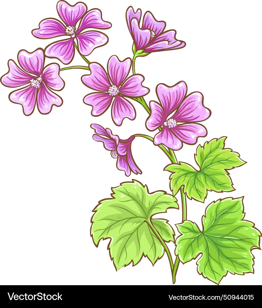 Malva plant colored detailed Royalty Free Vector Image