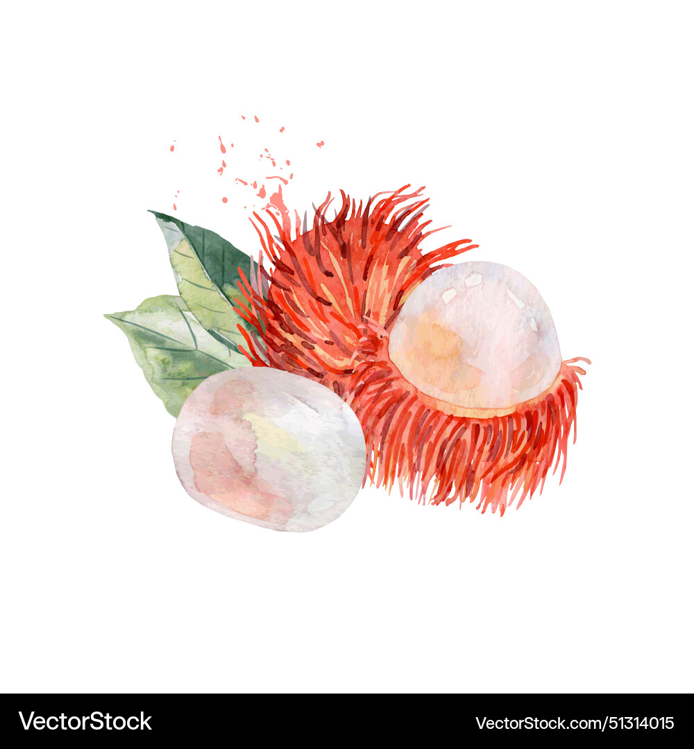 Watercolor rambutan Royalty Free Vector Image - VectorStock