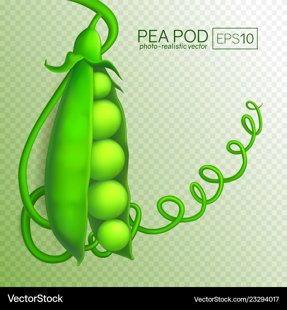 Green pea pod isolated on transparent background Vector Image