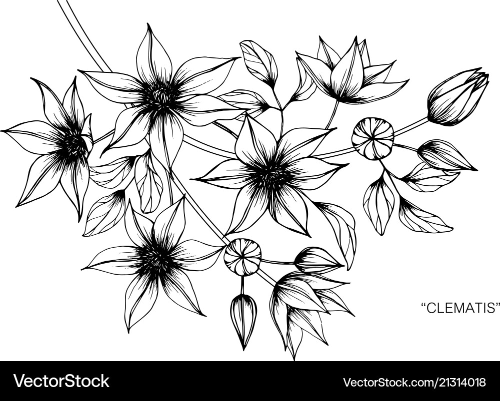 Elegant Clematis Line Art Royalty Free Vector Image