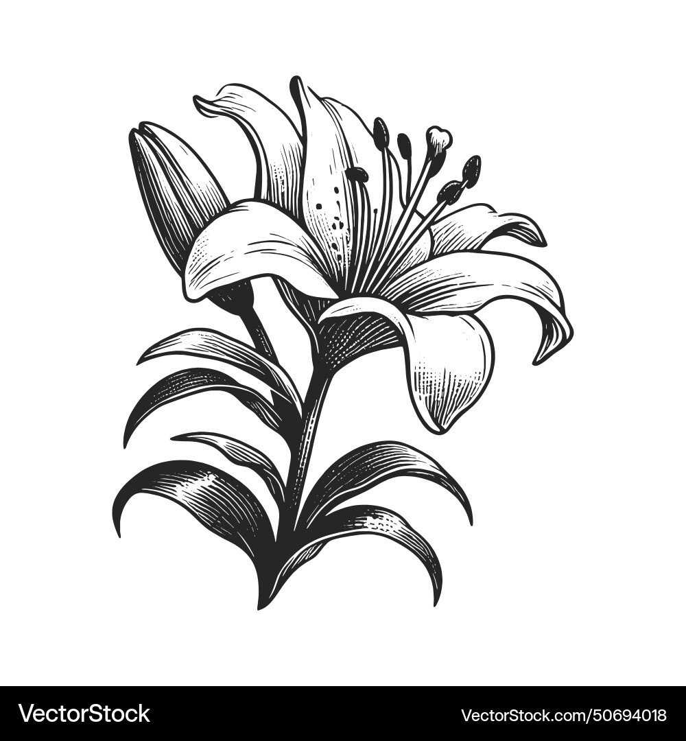 Elegant lily flower engraving Royalty Free Vector Image