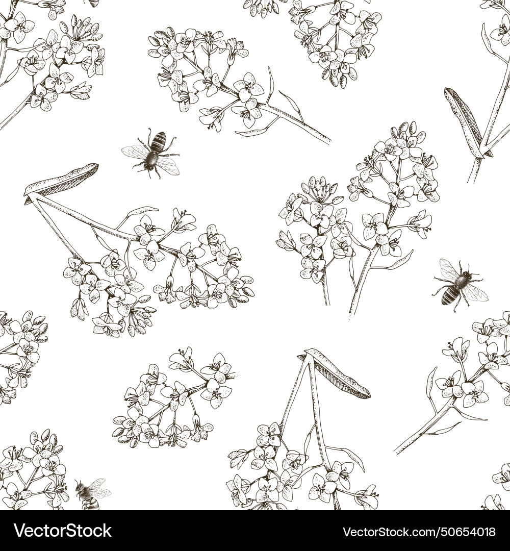 Seamless pattern with bees pollinating rapeseed Vector Image