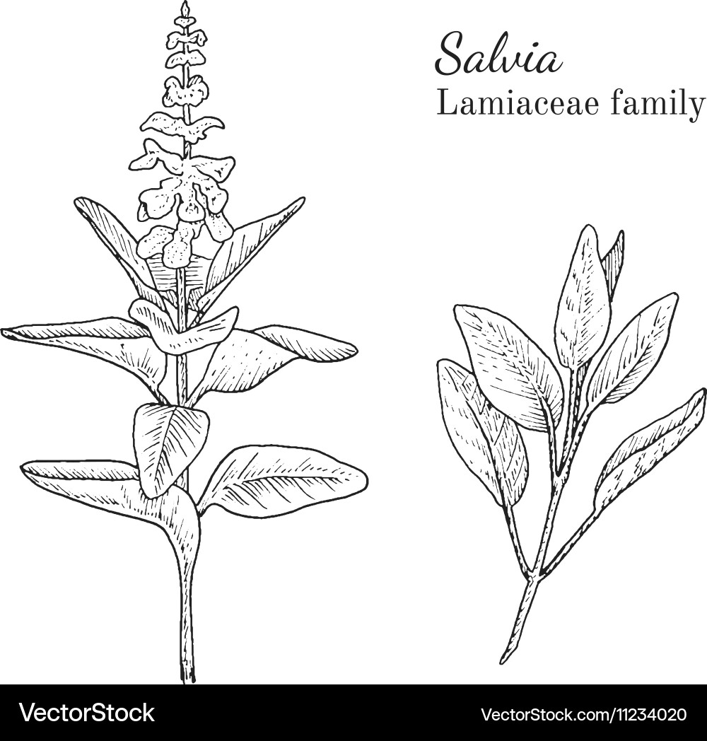 Ink salvia hand drawn sketch Royalty Free Vector Image