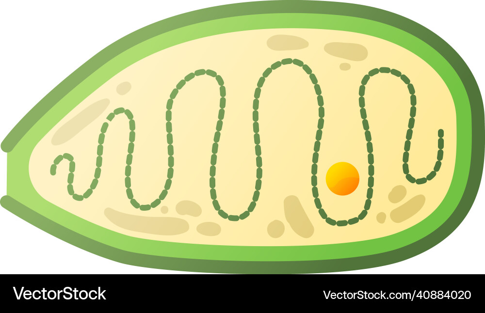 Pandoravirus human virus composition Royalty Free Vector