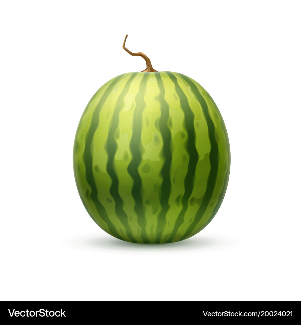 Realistic watermelon fruit 3d Royalty Free Vector Image